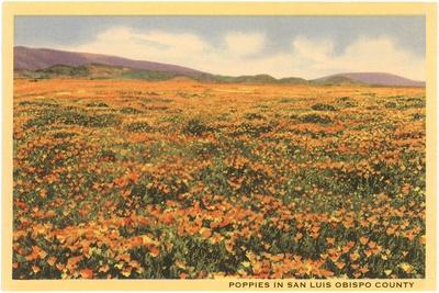 Vintage Field Photography