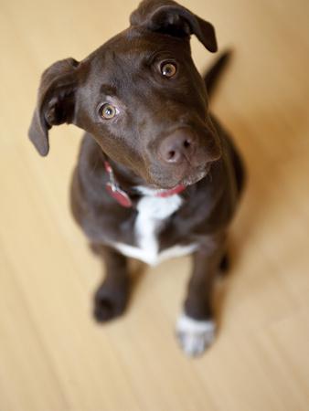 'Portrait of a Cute Dog Looking at the Camera with it's Head Cocked to ...
