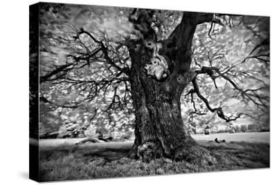 'Portrait of a Tree, Study 3' Stretched Canvas Print - Marcin Stawiarz ...