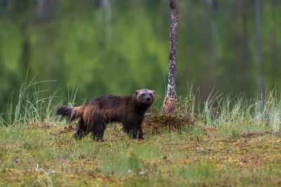 'Portrait of a wolverine, Gulo gulo. Kuhmo, Oulu, Finland ...