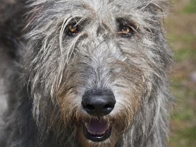 'Portrait of an Irish Wolfhound' Photographic Print - Zandria Muench ...