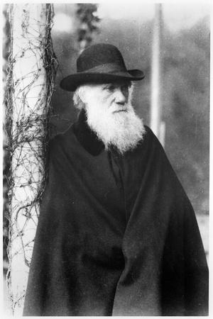 'Portrait of Charles Darwin (1809-82) C.1875-80 (B/W Photo)' Giclee ...