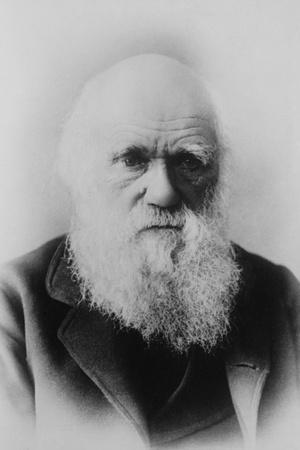 'Portrait of Charles Darwin' Prints | AllPosters.com