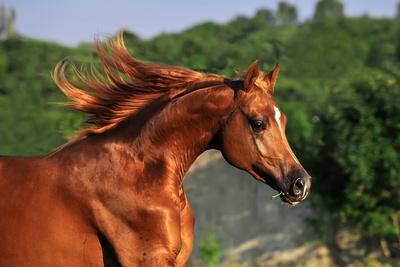 Red Chestnut Arabian Horse