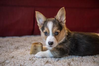 'Portrait of eight week old Corgi puppy resting on the carpet guarding ...