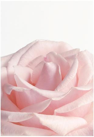 'Powder Pink Rose I' Prints | AllPosters.com