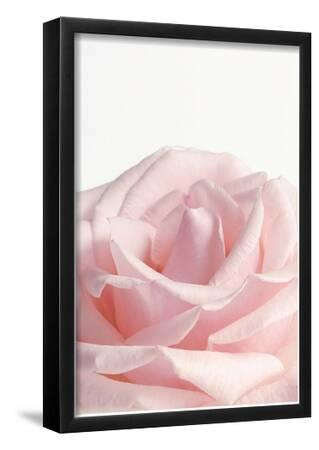 'Powder Pink Rose I' Prints | AllPosters.com