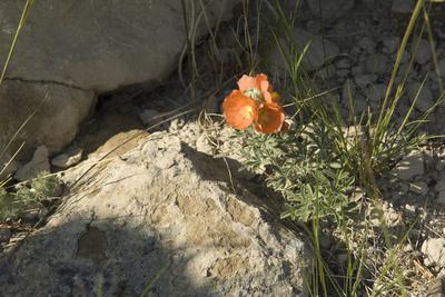 'Prairie Poppy Blooming Along the Oregon Trail, Wyoming' Photographic ...