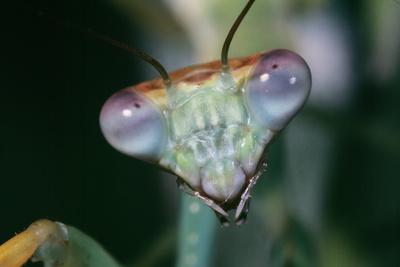 'Praying Mantis Head Close-Up' Photographic Print | AllPosters.com