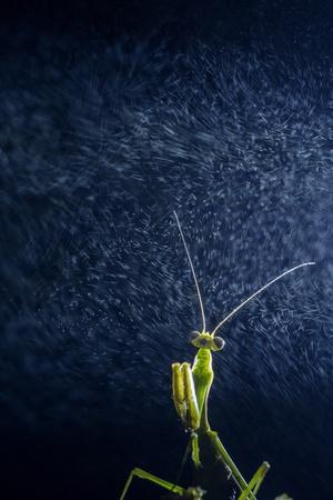 'Praying mantis with water vapour from cloud, Himalayas, India ...
