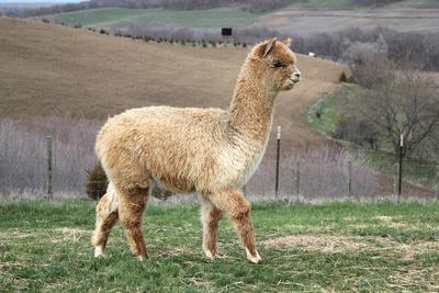 'Pretty Gold Alpaca' Photographic Print - CountrySpecial | AllPosters.com