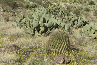 'Prickly-Pear, Barrel Cactus and Other Chihuahuan Desert Plants in ...