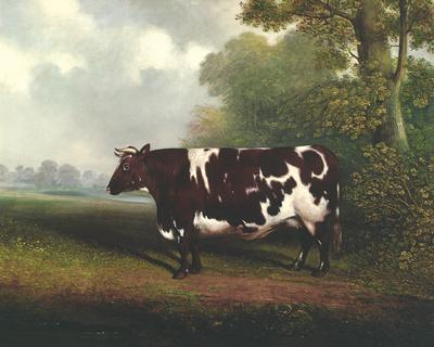 'Prize Heifer' Giclee Print - C.D. Lange | AllPosters.com