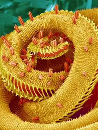 'Proboscis Tip of a Swallowtail Butterfly' Photographic Print - Micro ...