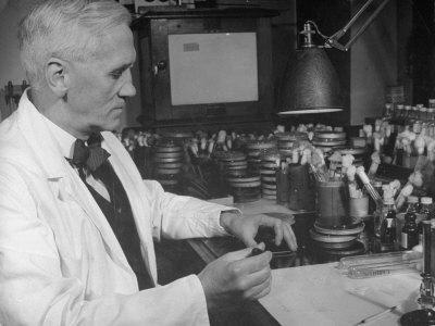 'Prof. Alexander Fleming Working in Laboratory' Photographic Print ...