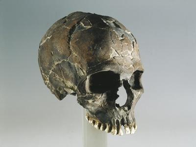 Homo Sapiens Cro Magnon Skull