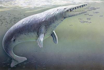 'Protocetus' Photographic Print | AllPosters.com