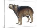 'Protohydrochoerus Giant Capybara' Photographic Print | AllPosters.com