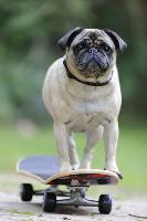 'Pug on Skateboard' Photographic Print | AllPosters.com