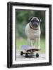 'Pug on Skateboard' Photographic Print | AllPosters.com