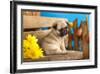 'Pug Puppy And Spring Flowers' Photographic Print - Lilun | AllPosters.com
