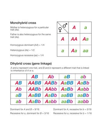 Monohybrid Cross Punnett Square