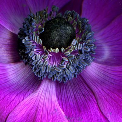 'Purple Anemones' Photographic Print - Magda Indigo | AllPosters.com