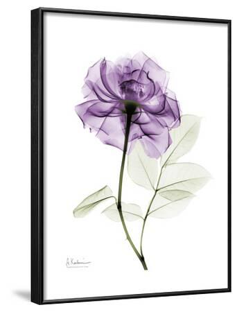 'Purple Rose Portrait' Posters - Albert Koetsier | AllPosters.com