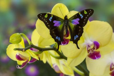 'Purple Spotted Swallowtail Butterfly, Graphium Weskit' Photographic ...