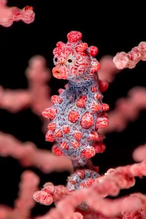 'Pygmy seahorse camouflaged on a Sea fan on a coral reef, Lembeh Strait ...