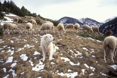 'Pyrenean Mountain Dog Protecting Sheep' Photographic Print ...