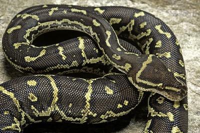 'Python Anchietae (Angolan Python)' Photographic Print - Paul Starosta ...