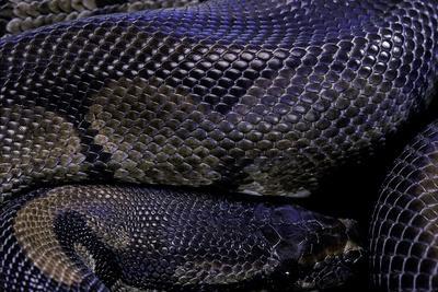 'Python Regius F. Melanistic (Royal Python, Ball Python)' Photographic ...