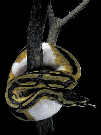 'Python Regius F. Piebald (Royal Python, Ball Python)' Photographic ...
