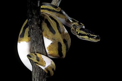 'Python Regius F. Piebald (Royal Python, Ball Python)' Photographic ...