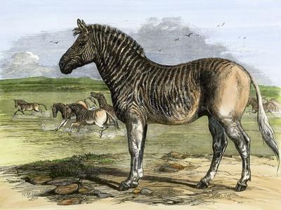 'Quagga (Couagga) from Africa at the London Zoo, Now Extinct Species ...