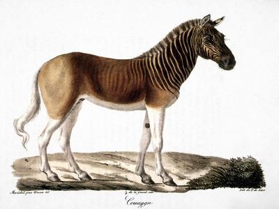 'Quagga (Equus Quagga)' Giclee Print | AllPosters.com