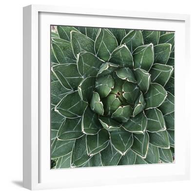 'Queen Victoria Century Plant' Photographic Print - Micha Pawlitzki ...