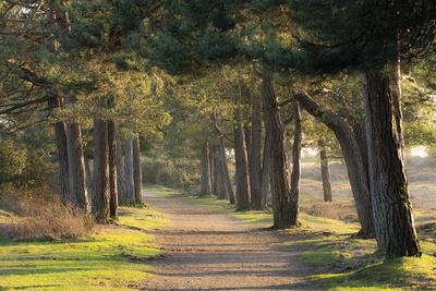 'Quiet Path' Giclee Print - Matt Roseveare | AllPosters.com