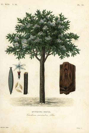 'Quinine Tree, Ted Cinchona or Quina, Cinchona Pubescens, Cinchona ...