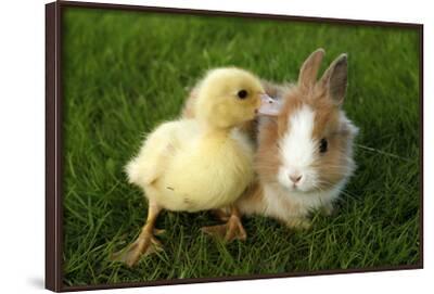 'Rabbit Bunny And Duckling Are Friends' Photographic Print - Richard ...