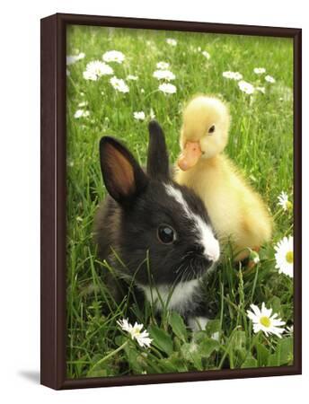 'Rabbit Bunny And Duckling Best Friends' Photographic Print - Richard ...