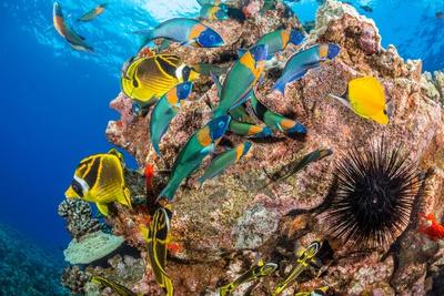 'Raccoon butterflyfish, Saddle wrasse and Sea urchin on reef ...