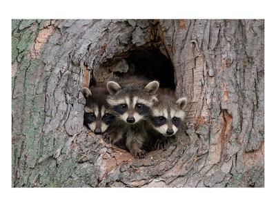 'Raccoons Cubs in a Tree Hole' Art | AllPosters.com