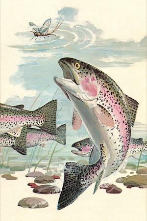 'Rainbow Trout Eying Dragonfly' Poster | AllPosters.com