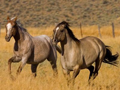 'Ranch Living at The Ponderosa Ranch, Seneca, Oregon, USA' Photographic ...
