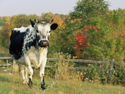 'Randall Blue Lineback, Rare Breed of Domestic Cattle, Connecticut, USA ...