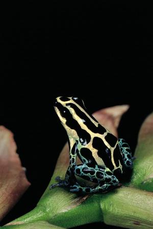 'Ranitomeya Ventrimaculata (Reticulated Poison Frog)' Photographic ...