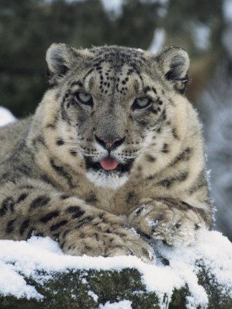 'Rare and Endangered Snow Leopard, Port Lympne Zoo, Kent, England ...