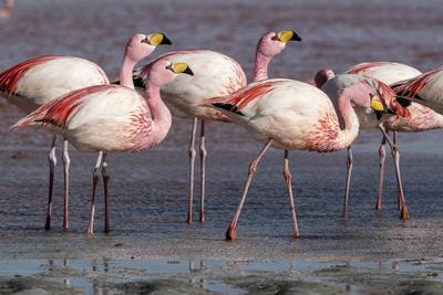 'Rare James's flamingos (Phoenicoparrus jamesi), Eduardo Avaroa Andean ...